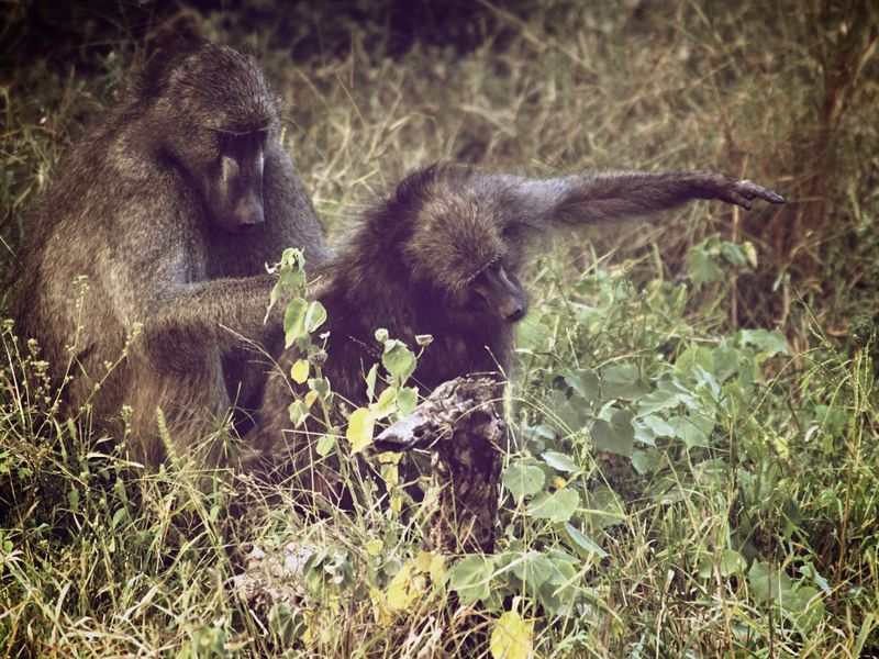 Baboons are notoriously quite vicious in South Africa, terrorizing ...