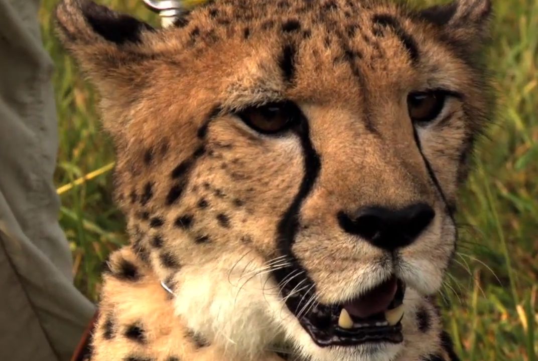 Cheetah Moving Blurry Photo