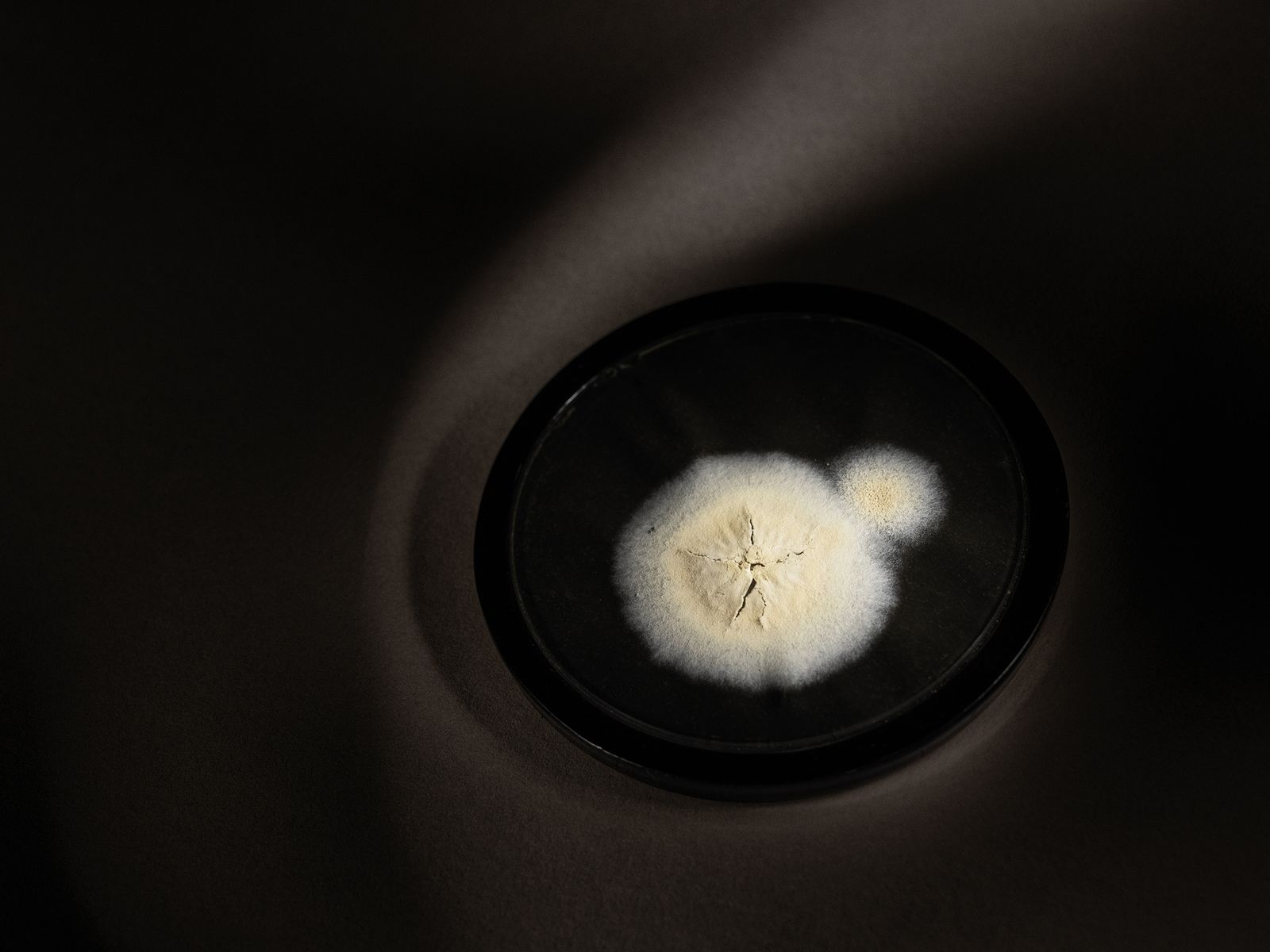 First Penicillin Discovered