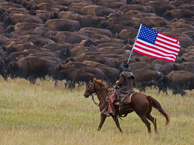 A cowboy carries the American flag while riding next to the herd of ...