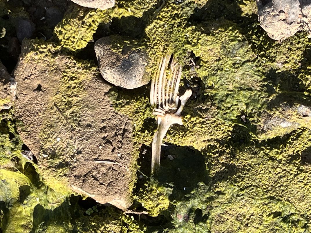 The colors of death | Smithsonian Photo Contest | Smithsonian Magazine