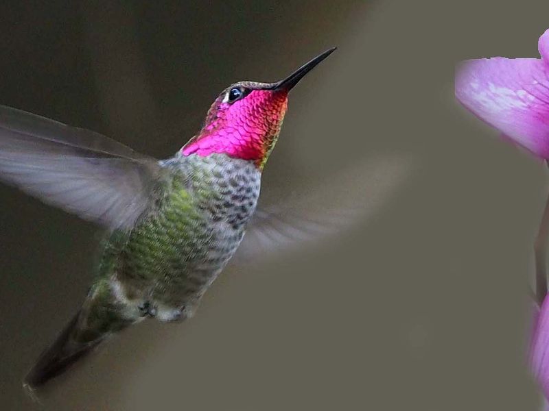 Humming bird | Smithsonian Photo Contest | Smithsonian Magazine