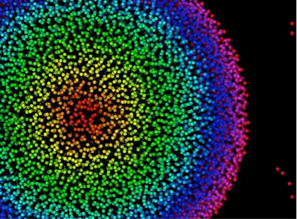 Prize-Winning Videos Capture Mesmerizing, Microscopic World