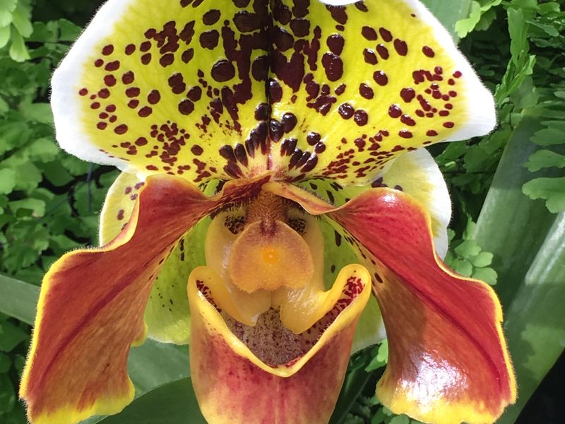 Smiling Orchid | Smithsonian Photo Contest | Smithsonian Magazine