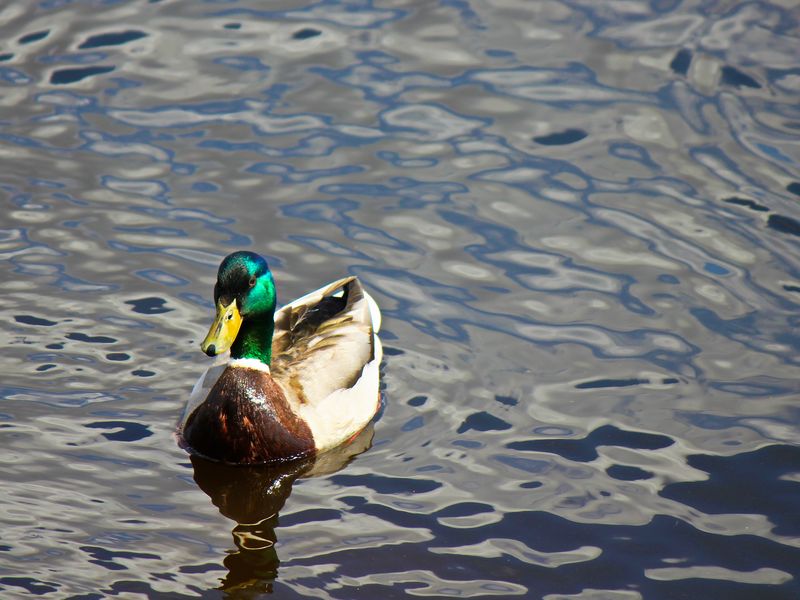 Sitting Duck | Smithsonian Photo Contest | Smithsonian Magazine