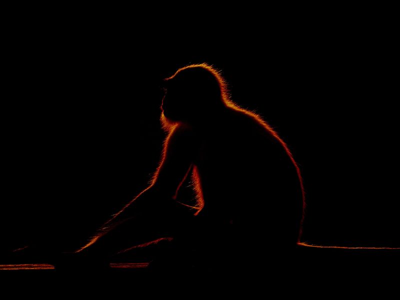 Glowing monkey | Smithsonian Photo Contest | Smithsonian Magazine