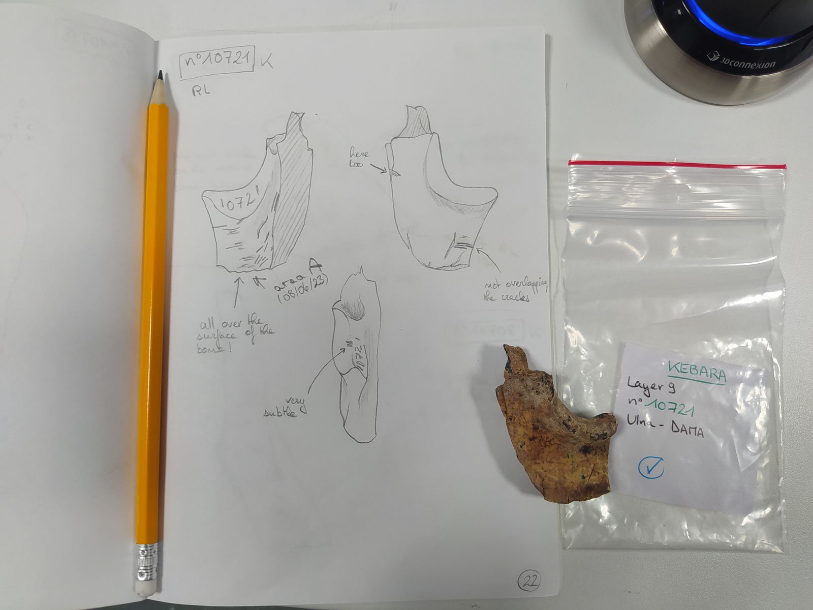 Cut Marks on Animal Bones Suggest Neanderthal Groups Had Their Own ...
