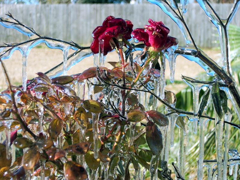 Roses Frozen in Time | Smithsonian Photo Contest | Smithsonian Magazine