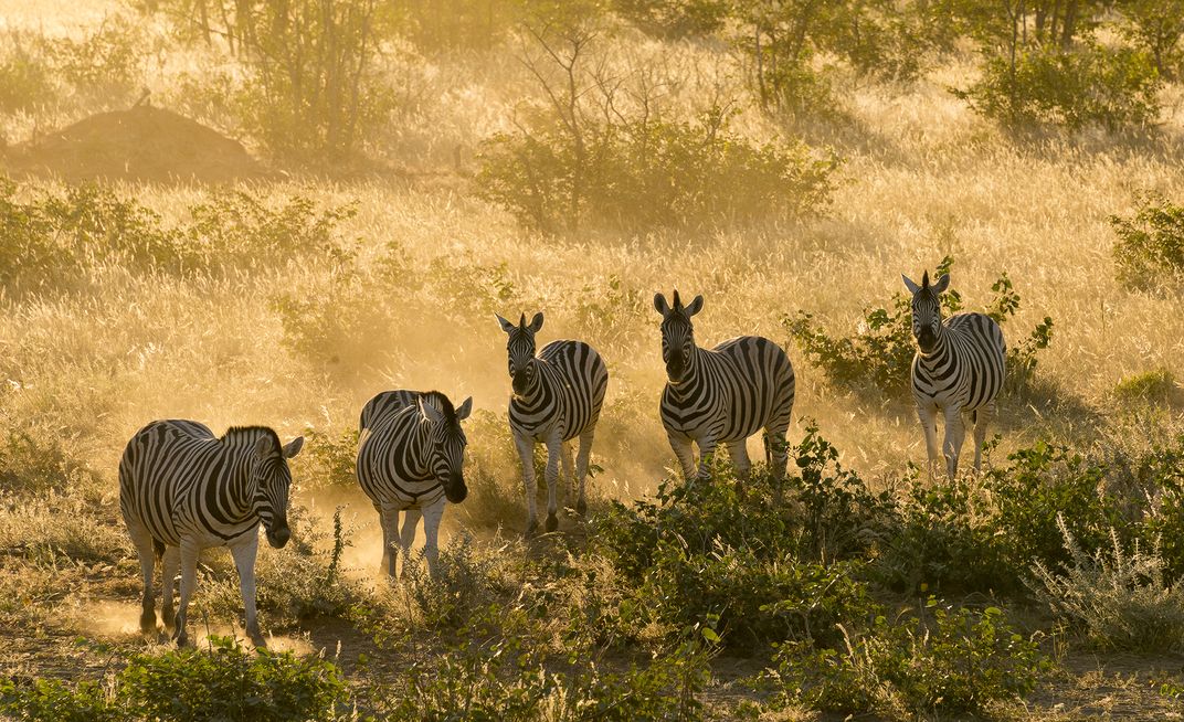 Zebras | Smithsonian Photo Contest | Smithsonian Magazine