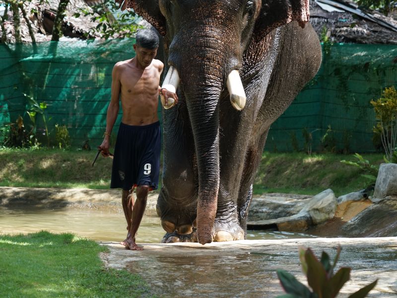 Elephant and Mahout | Smithsonian Photo Contest | Smithsonian Magazine