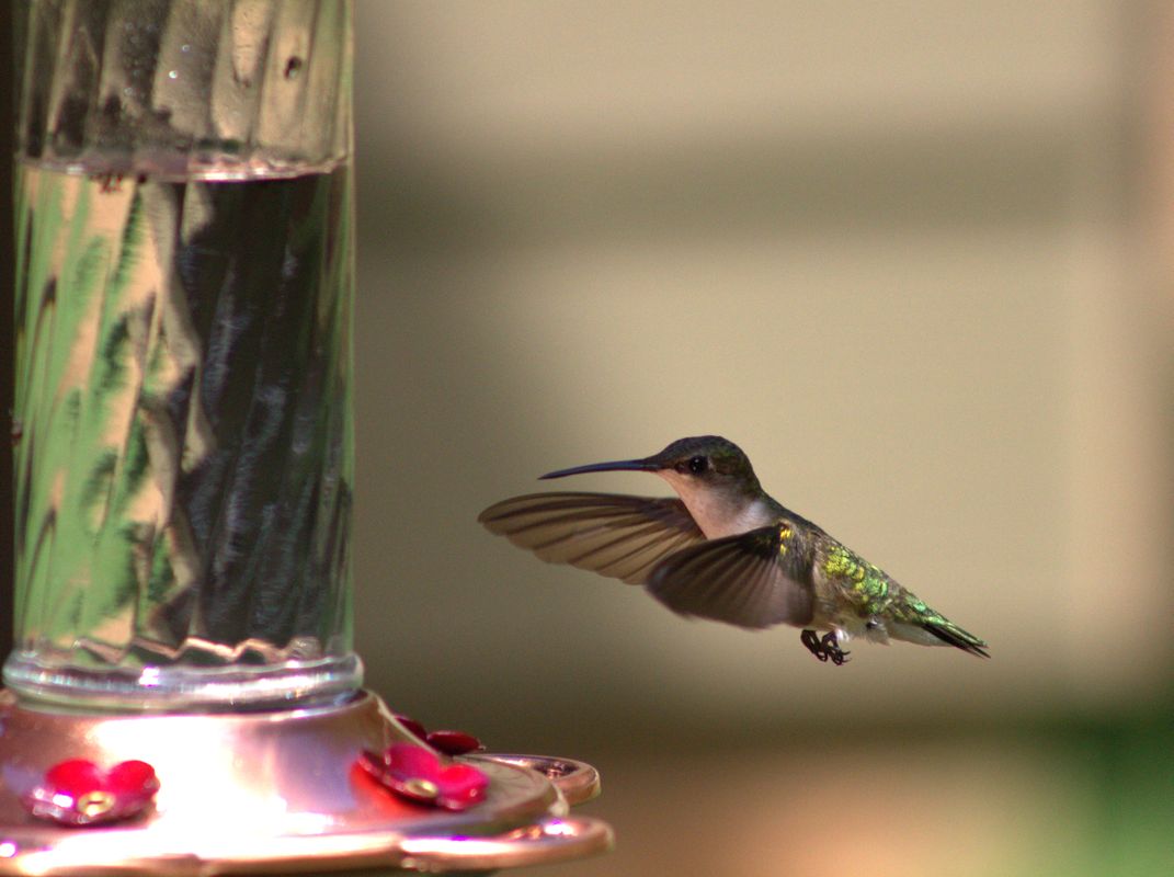Ruby-Throated hummingbird in flight | Smithsonian Photo Contest ...