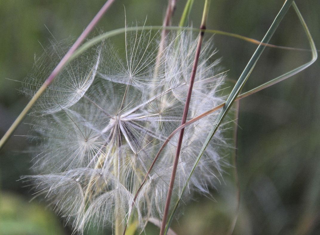 Puff goes the wind and the seeds go flying in all directions ...