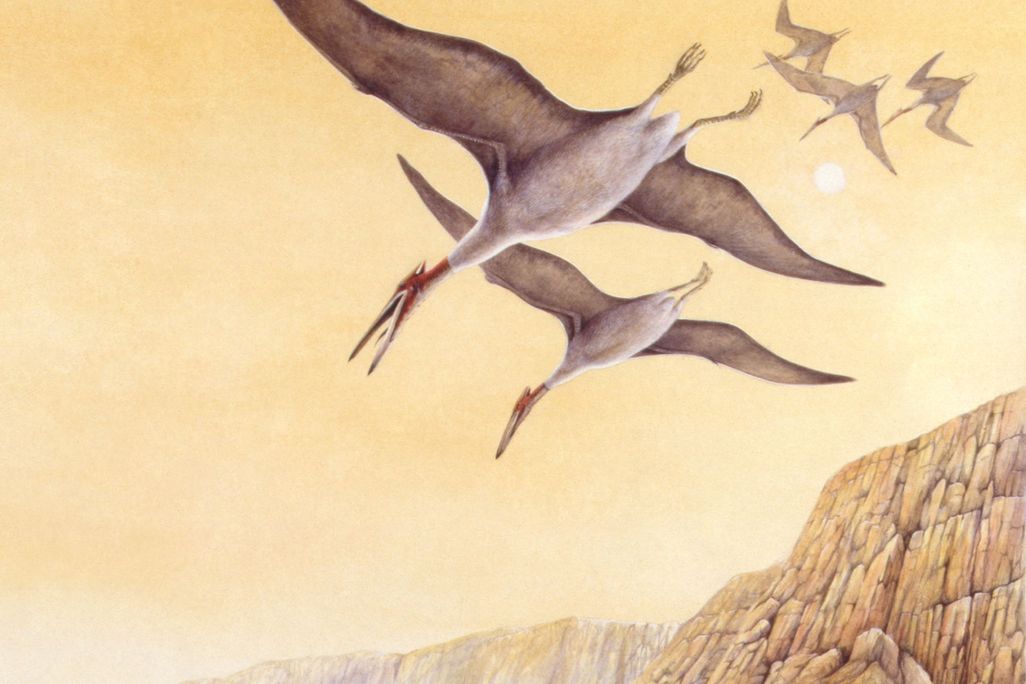 pterodactyl or pterosaur