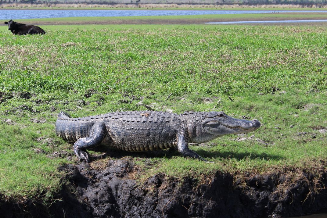 An alligator rests on the bank | Smithsonian Photo Contest ...