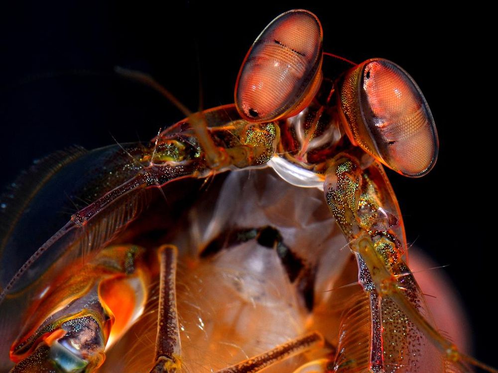 A Mantis Shrimp Inspires a New Camera for Detecting Cancer