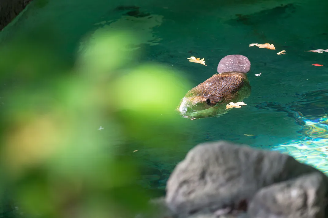 9 Fascinating Facts About North America’s Master Builder, the Beaver ...