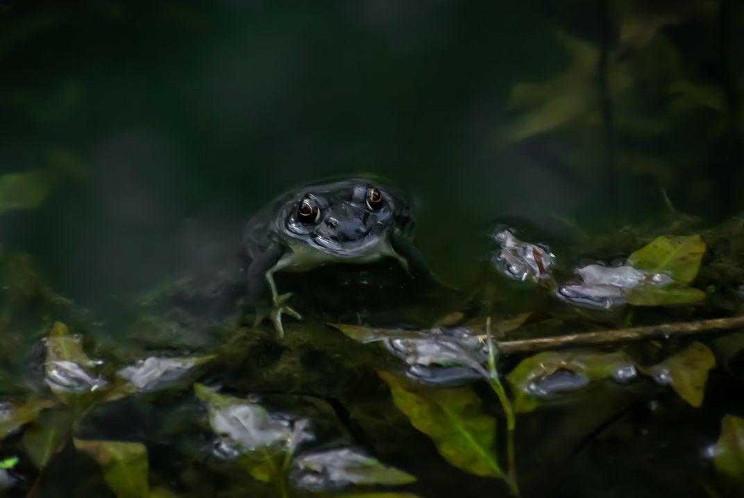 Gazing Frog | Smithsonian Photo Contest | Smithsonian Magazine