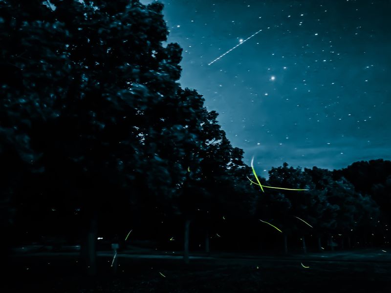 Fireflies with stars | Smithsonian Photo Contest | Smithsonian Magazine
