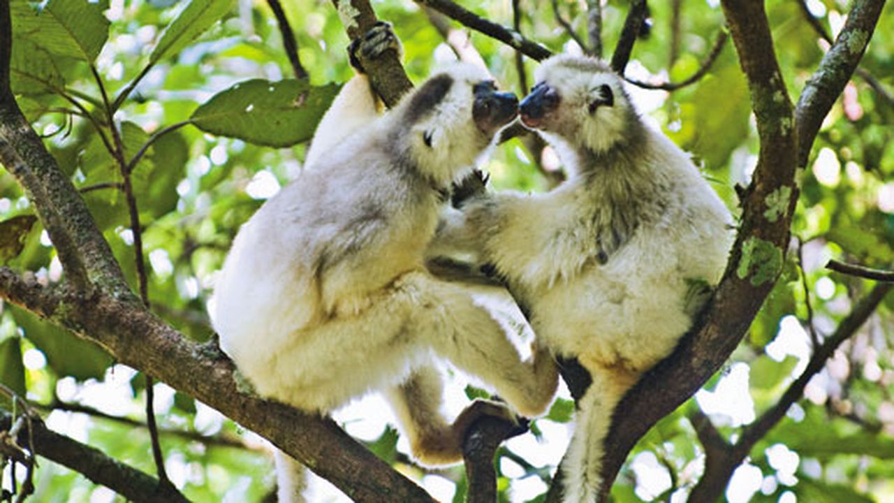 Sifaka Lemur