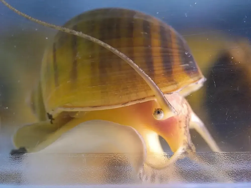 scientists new discovery