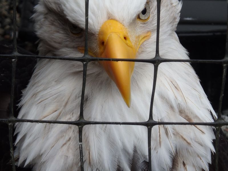 Eagle Eye | Smithsonian Photo Contest | Smithsonian Magazine