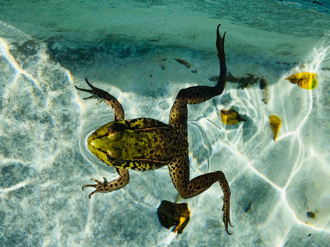 Frog days of August | Smithsonian Photo Contest | Smithsonian Magazine