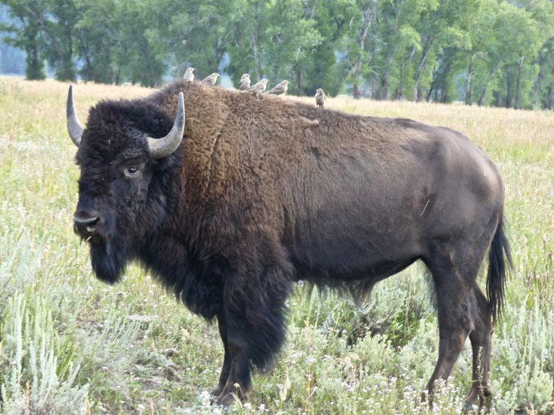 Bison with birds on its back. | Smithsonian Photo Contest | Smithsonian ...