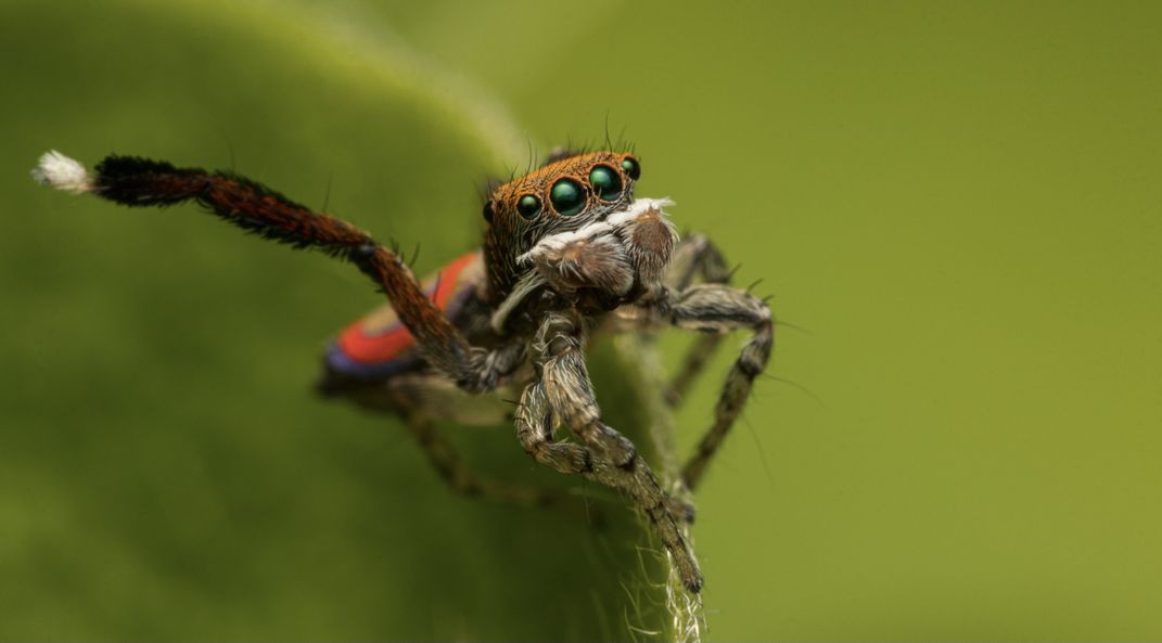 Common Peacock Spider waving | Smithsonian Photo Contest | Smithsonian ...