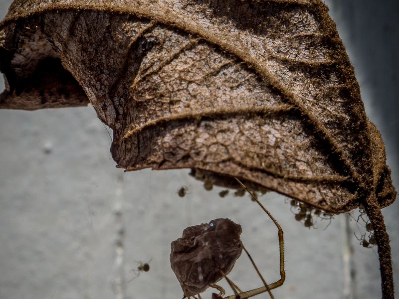 Mama Spider | Smithsonian Photo Contest | Smithsonian Magazine