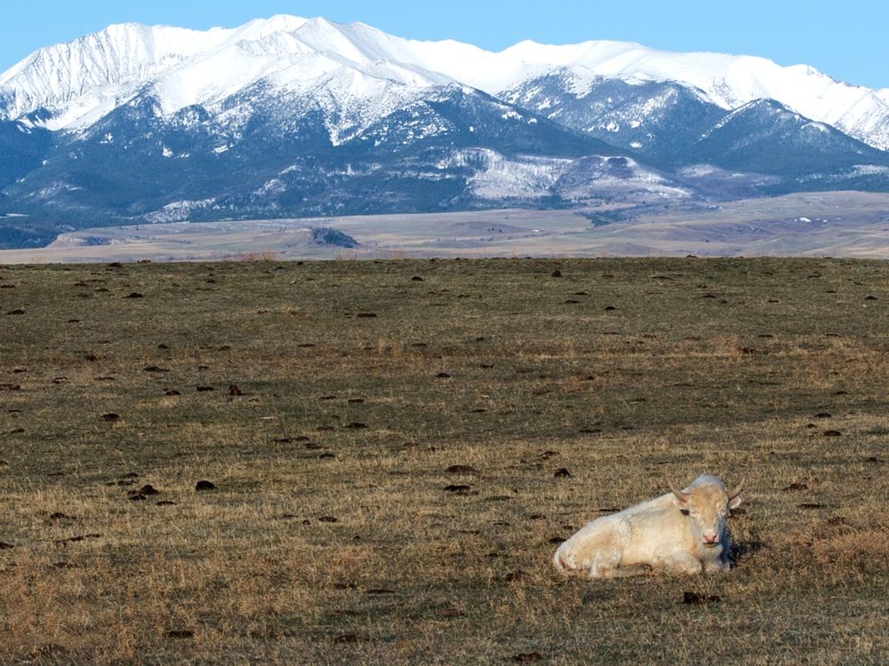 White buffalo in Montana | Smithsonian Photo Contest | Smithsonian Magazine