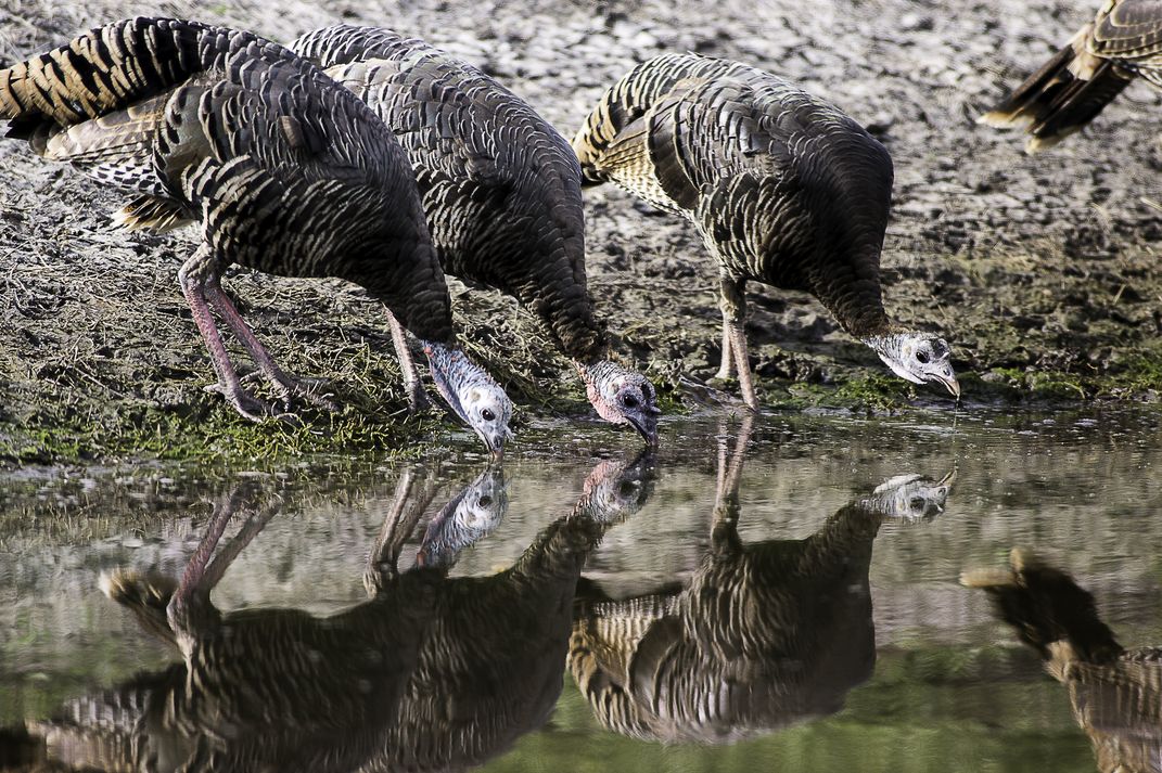 Wild Mother Turkey with her Jennies Sipping Water | Smithsonian Photo ...
