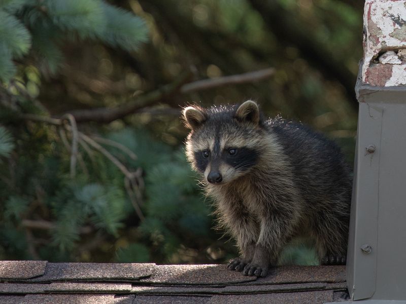 Longing Gaze | Smithsonian Photo Contest | Smithsonian Magazine