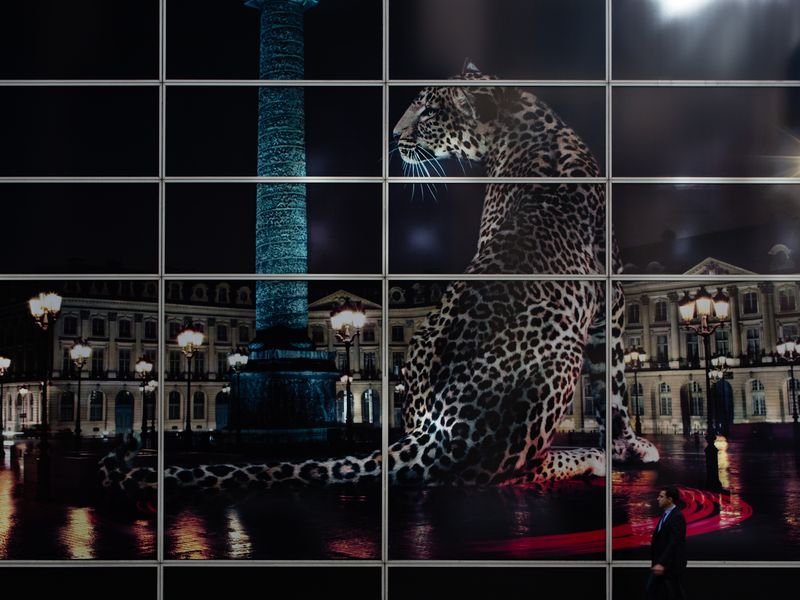City Tiger | Smithsonian Photo Contest | Smithsonian Magazine