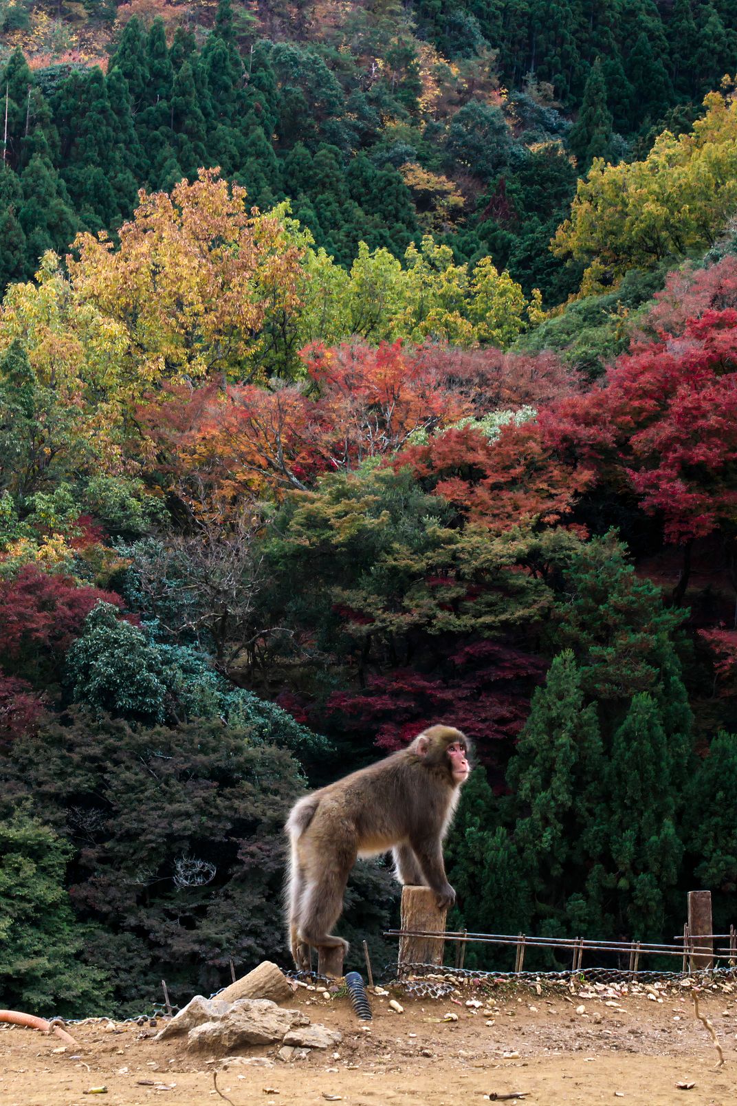 A wild Japanese macaque against the background of picturesque autumn ...