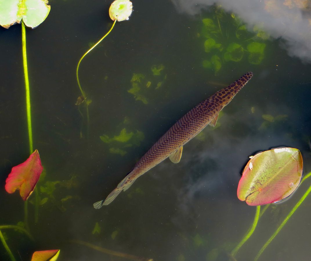 A native fish, the gar, Everglades NP | Smithsonian Photo Contest ...