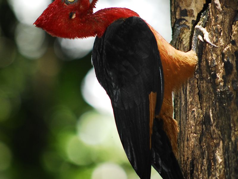 Pica-pau de penacho macho (amazonico)(campephilus rubricollis ...