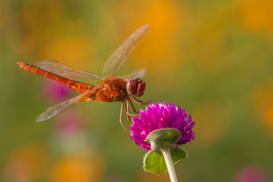 Red veined darter | Smithsonian Photo Contest | Smithsonian Magazine