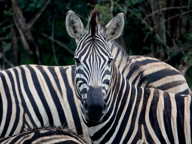 Curious zebra | Smithsonian Photo Contest | Smithsonian Magazine