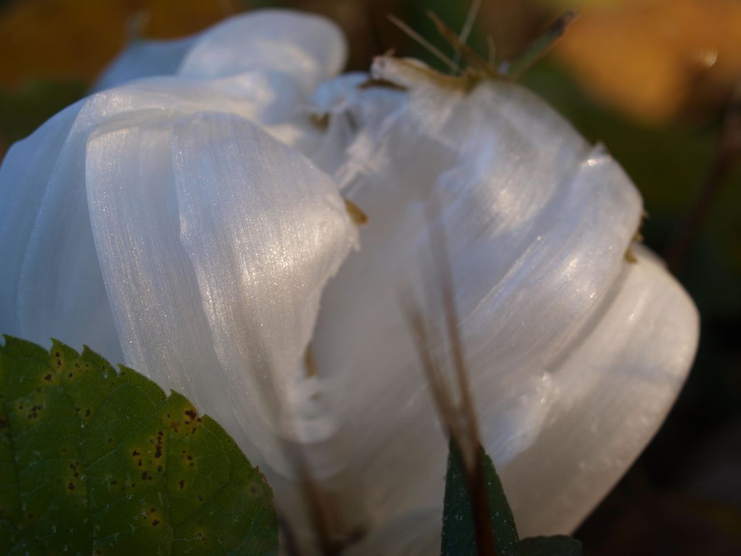 Frost Flower | Smithsonian Photo Contest | Smithsonian Magazine