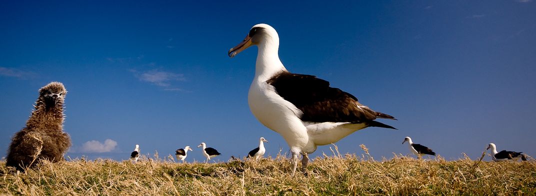 typical laysan albatross landscape on midway atoll | Smithsonian Photo ...
