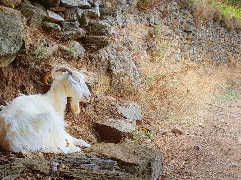 Goat on Mount Zeus | Smithsonian Photo Contest | Smithsonian Magazine
