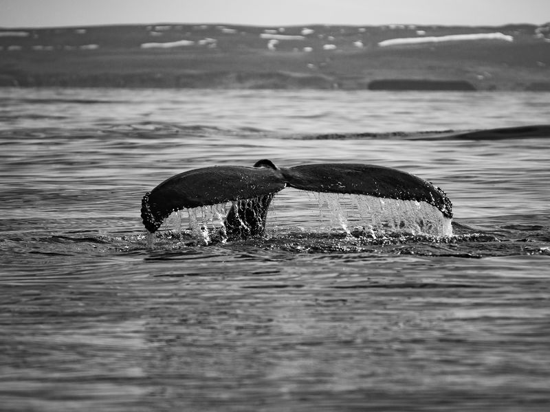 Whale Fluke | Smithsonian Photo Contest | Smithsonian Magazine