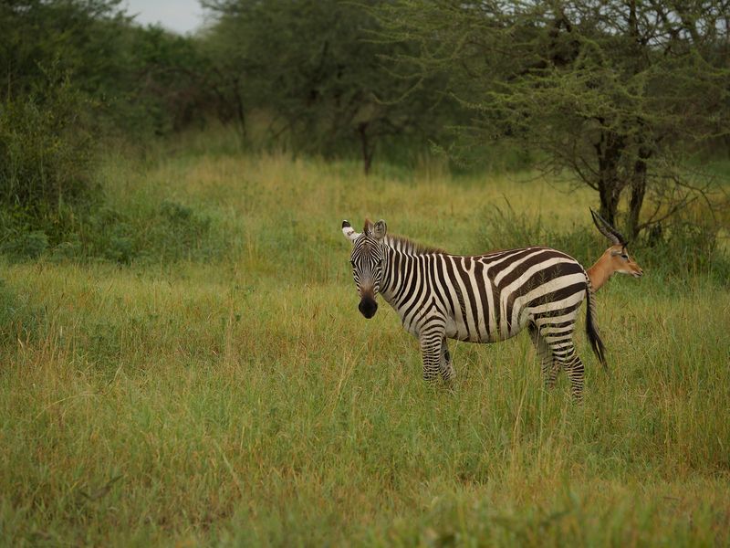 Zebra and Gazelle | Smithsonian Photo Contest | Smithsonian Magazine