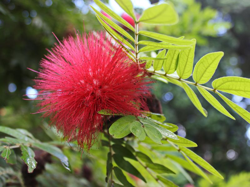 Red Powder Puff | Smithsonian Photo Contest | Smithsonian Magazine