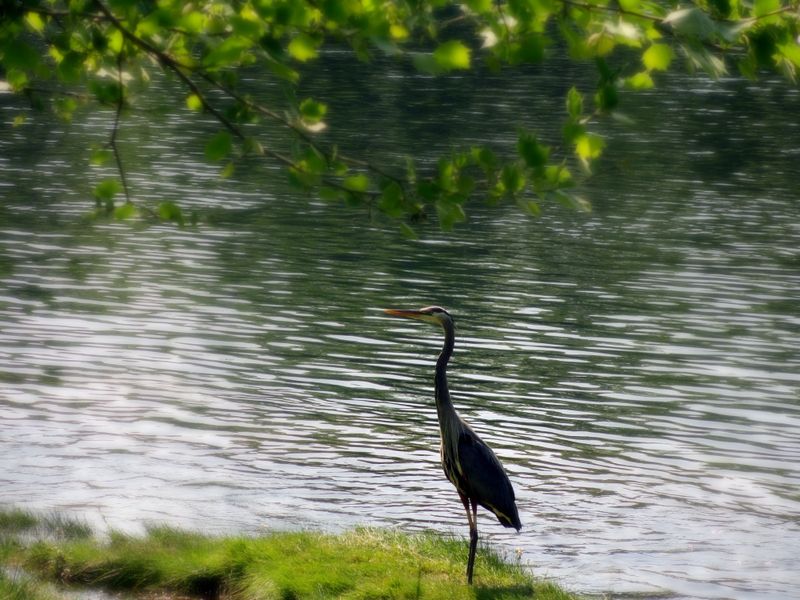 Lone Water Crane - water crane at rivers edge posing for camera ...