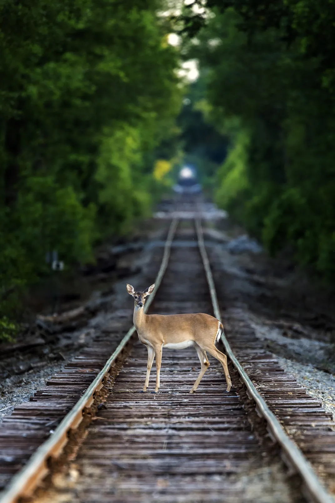 Deer on Railway track | Smithsonian Photo Contest | Smithsonian Magazine