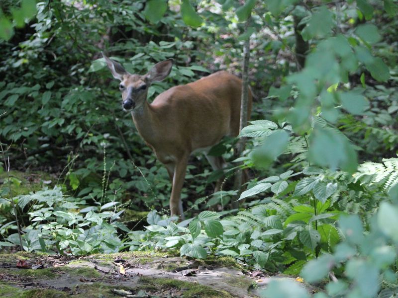 A deer in the woods | Smithsonian Photo Contest | Smithsonian Magazine