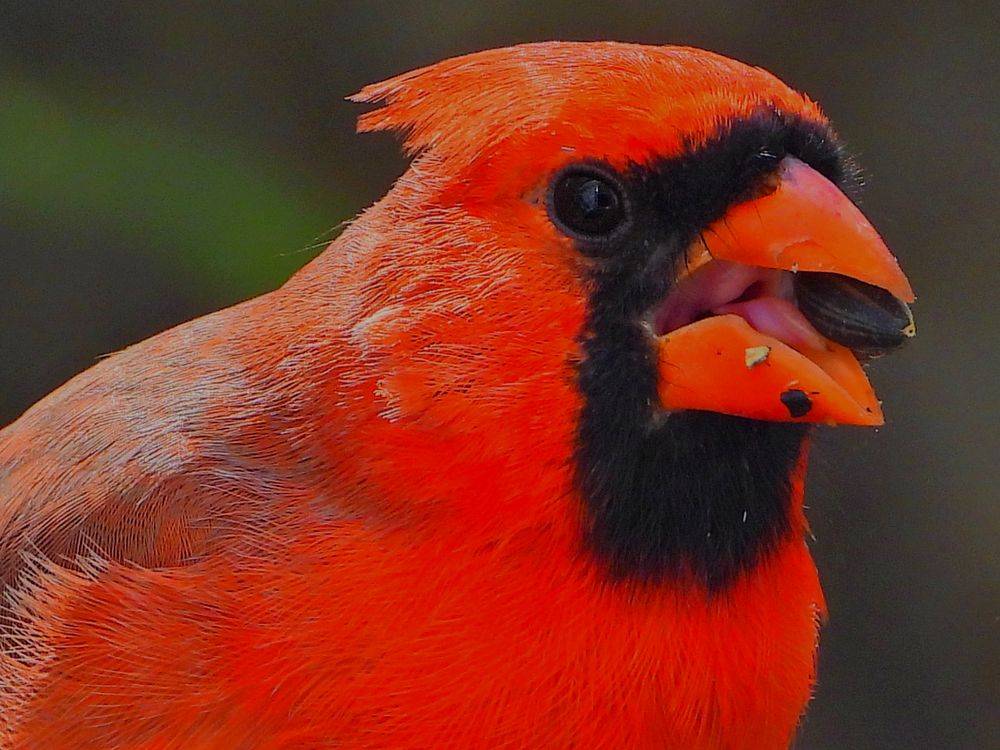 Male Northern Cardinal With Seed | Smithsonian Photo Contest ...