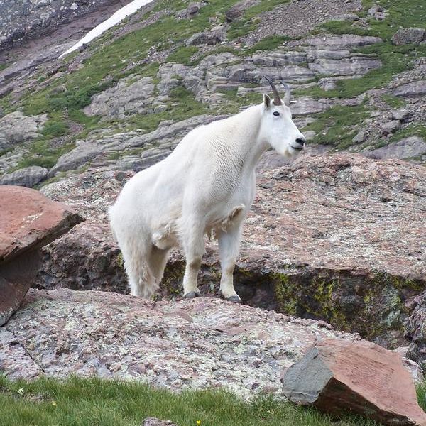 Curious Colorado mountain goat came down to greet us. | Smithsonian ...