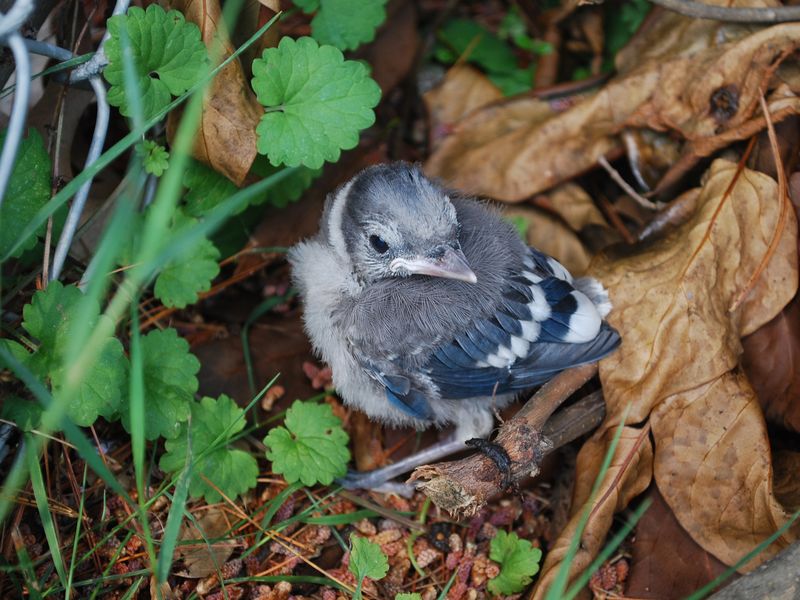 Baby Blue Bird | Smithsonian Photo Contest | Smithsonian Magazine